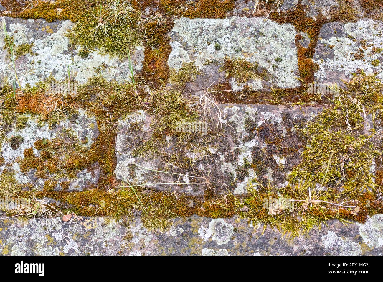 Moss on an old stone wall hi-res stock photography and images - Alamy