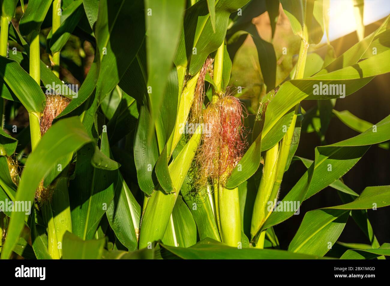 Closeup on green corncob of corn tree ate sunset Stock Photo - Alamy