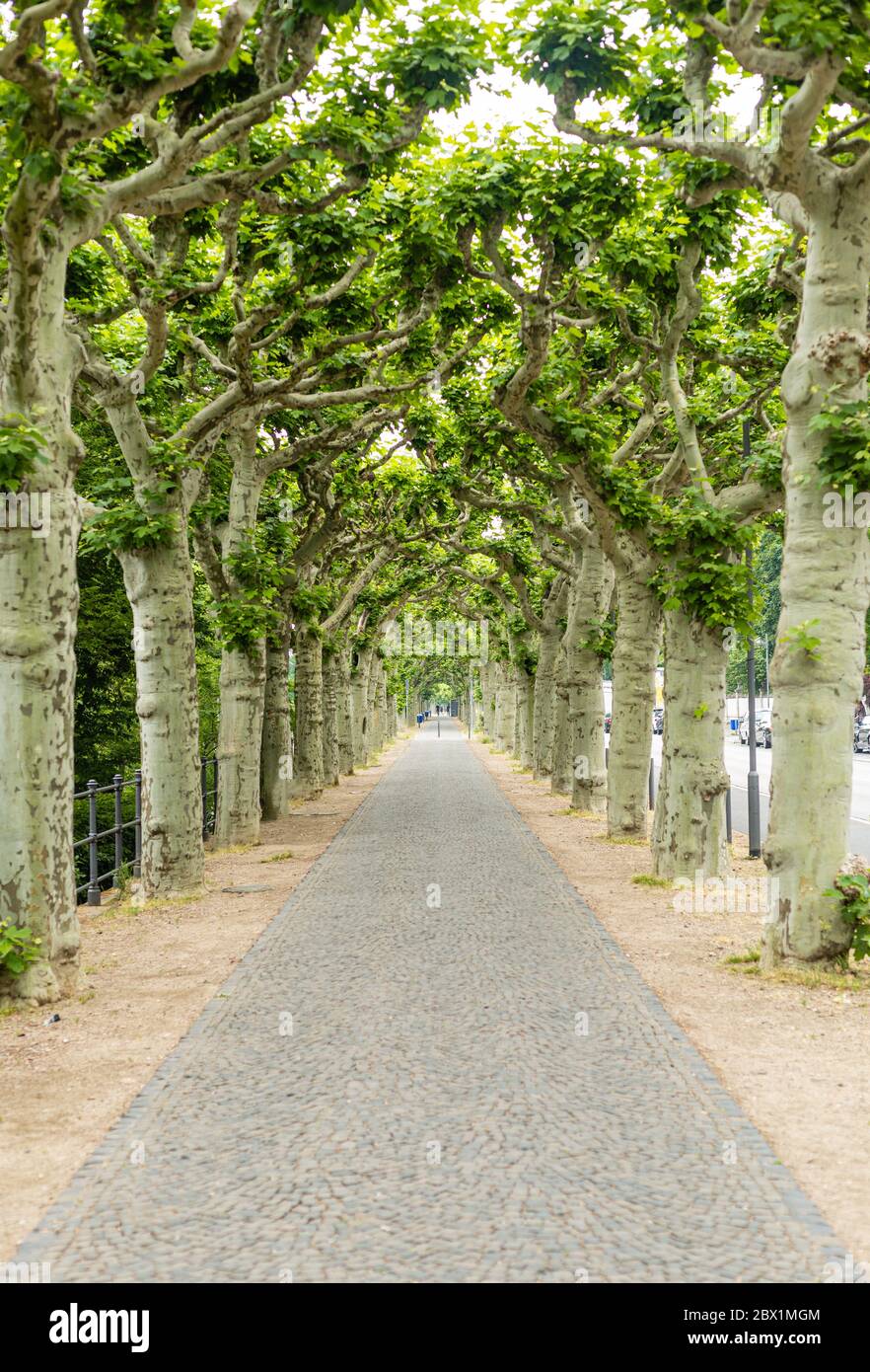 Tree lined walking alley. Green plane trees in the city. Lush city ...