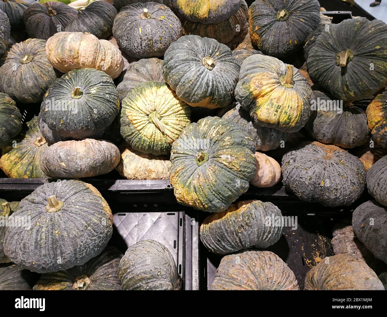 Fresh pumpkins on shelf in supermarket Stock Photo - Alamy
