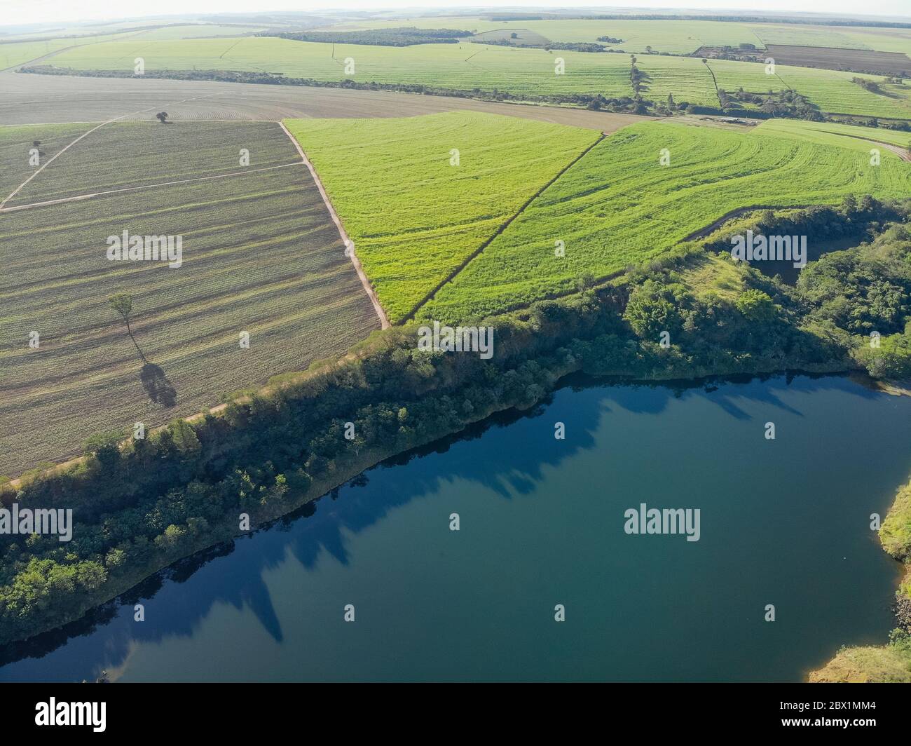 Aerial sugarcane field in Brazil and beautiful lake Stock Photo - Alamy