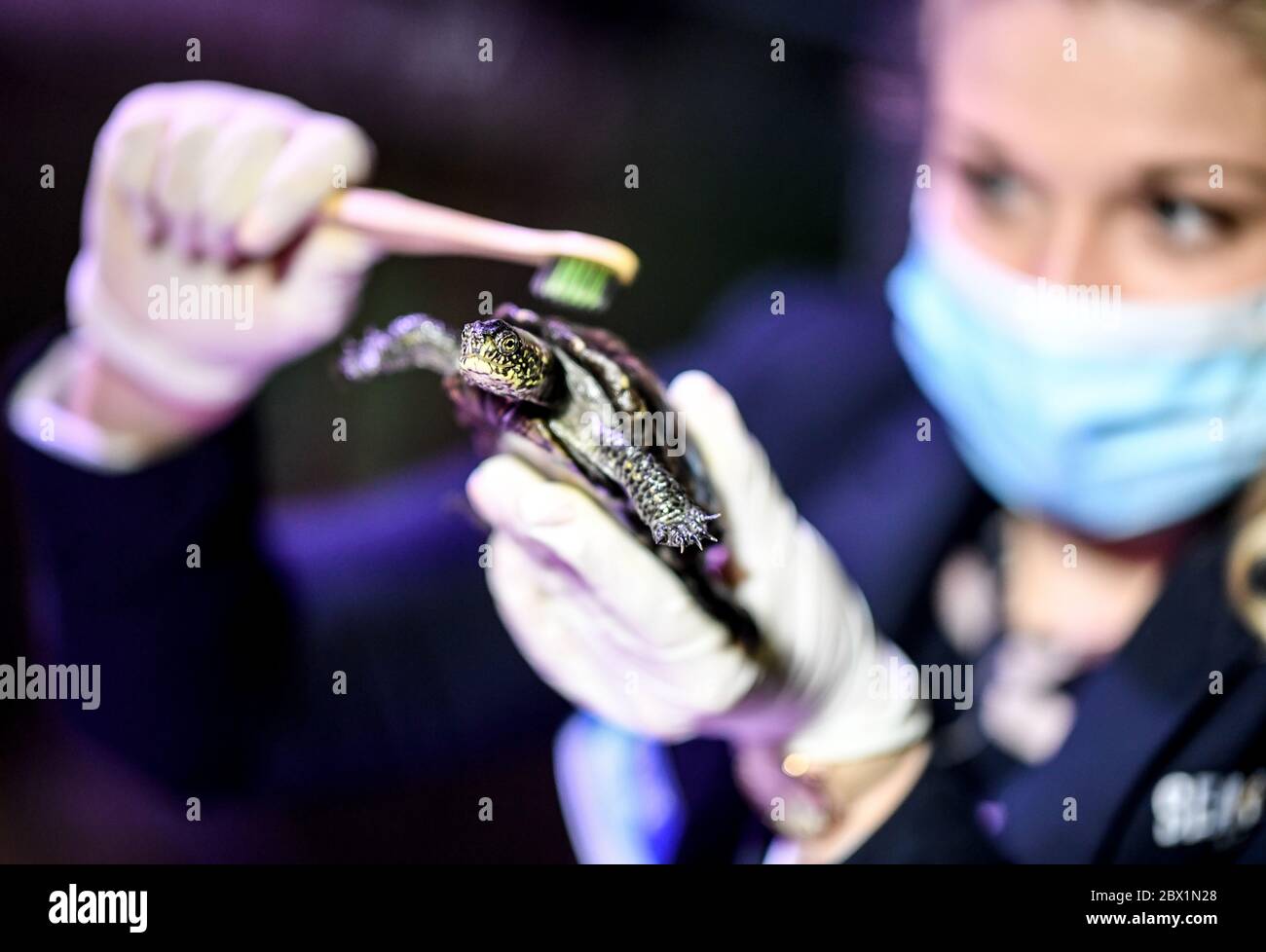 Berlin, Germany. 04th June, 2020. Daphne Aderkast, cleans the European ...