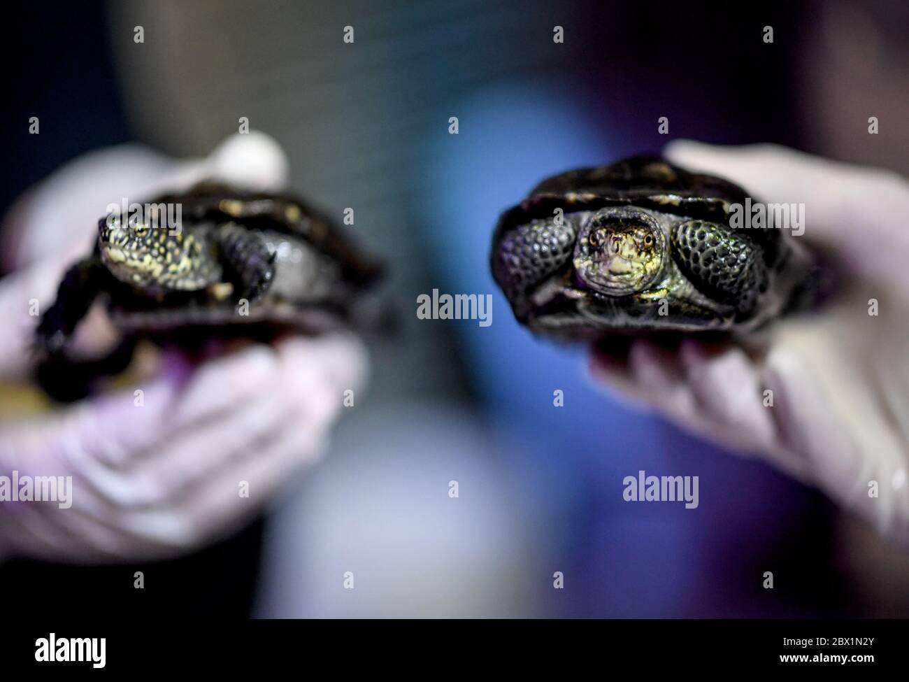 Daphne hands hi-res stock photography and images - Alamy