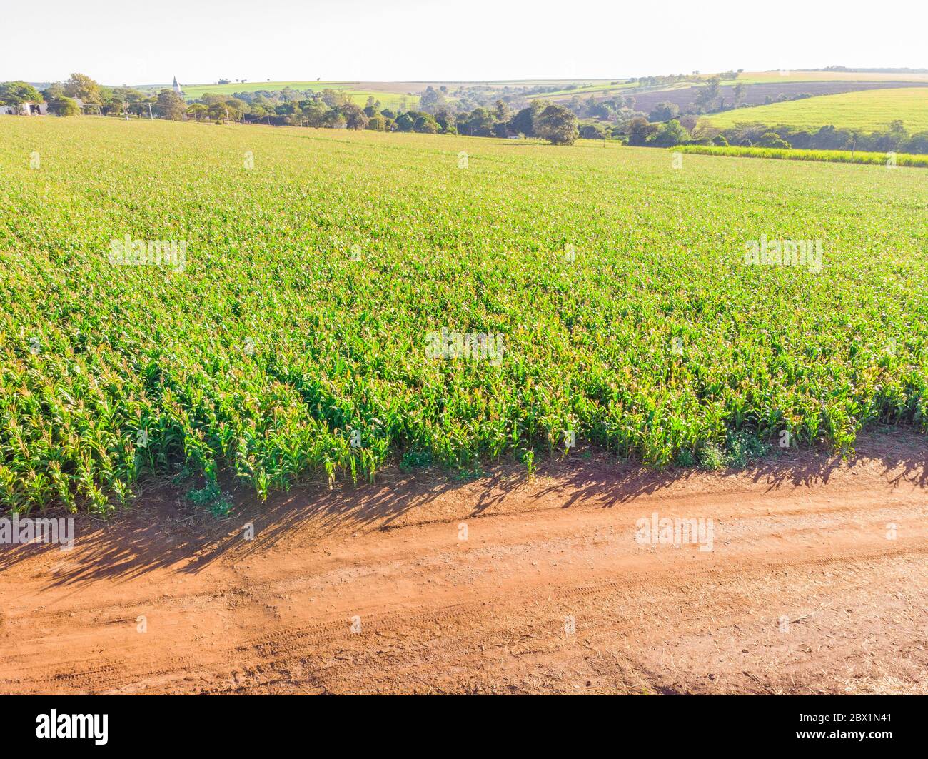 Aerial image of corn plantation in Brazil Stock Photo - Alamy