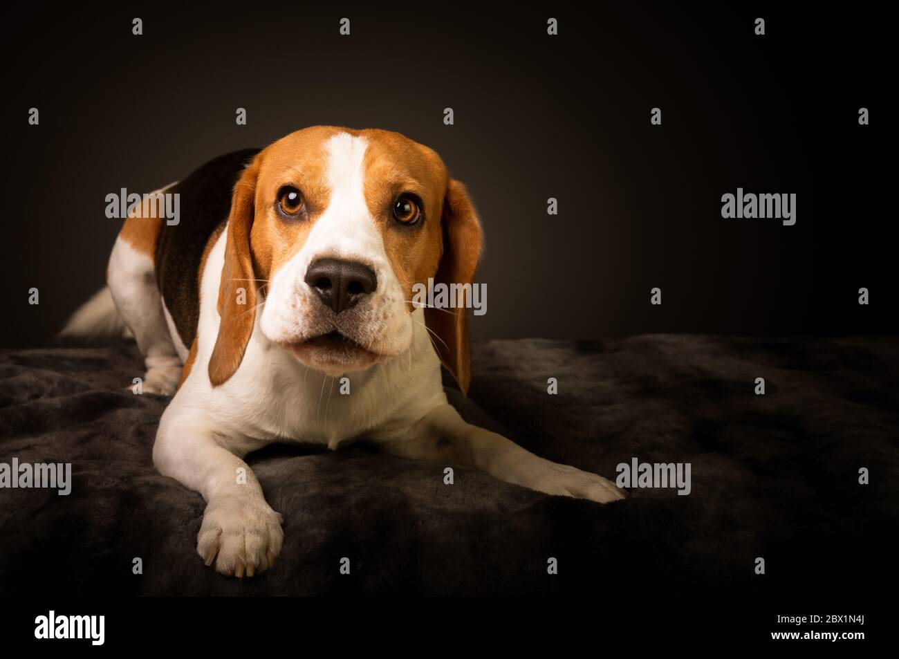 Irritated beagle dog on bed barking demands a treat for posing for ...