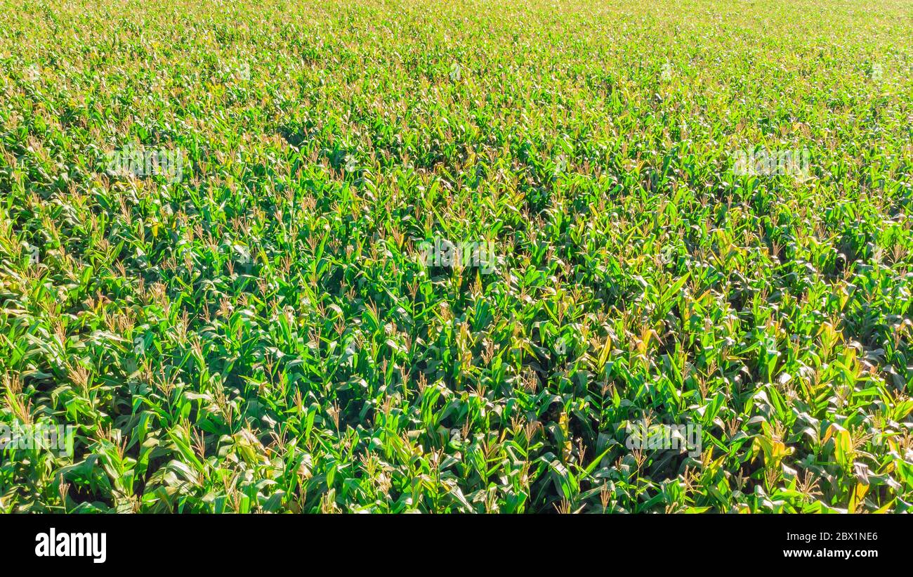 Aerial image of corn plantation in Brazil Stock Photo - Alamy