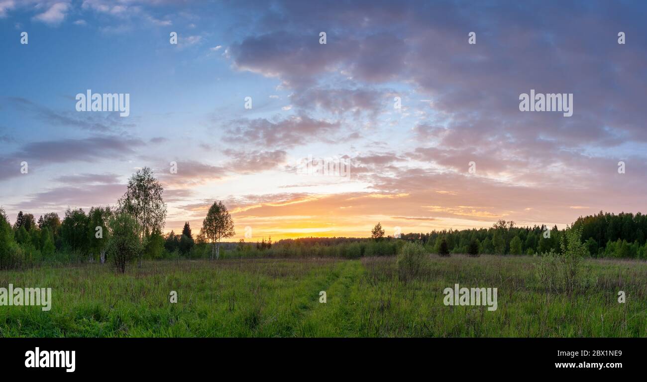 Sunset panoramic landscape of summer meadow with green grass and trees ...