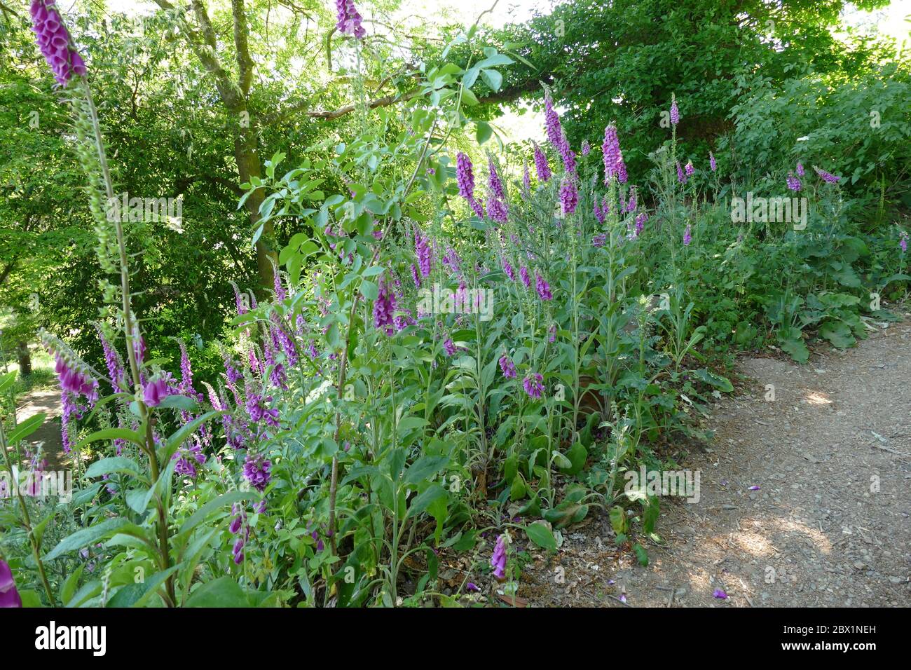 Parke, Bovey Tracey, Devon, U.K Stock Photo - Alamy