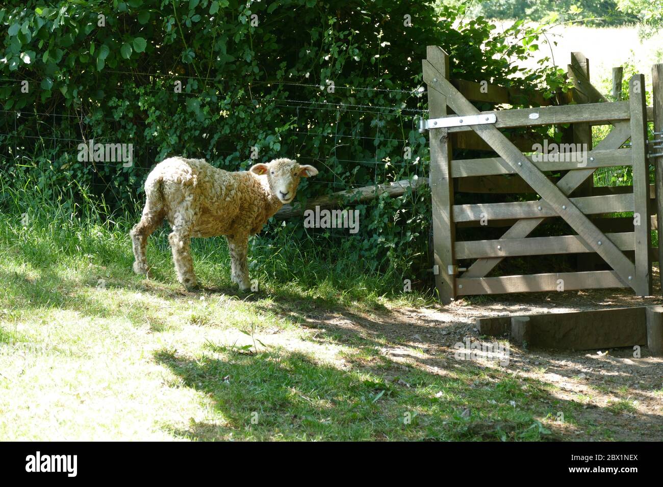 Grey Face Dartmoor sheep Stock Photo - Alamy
