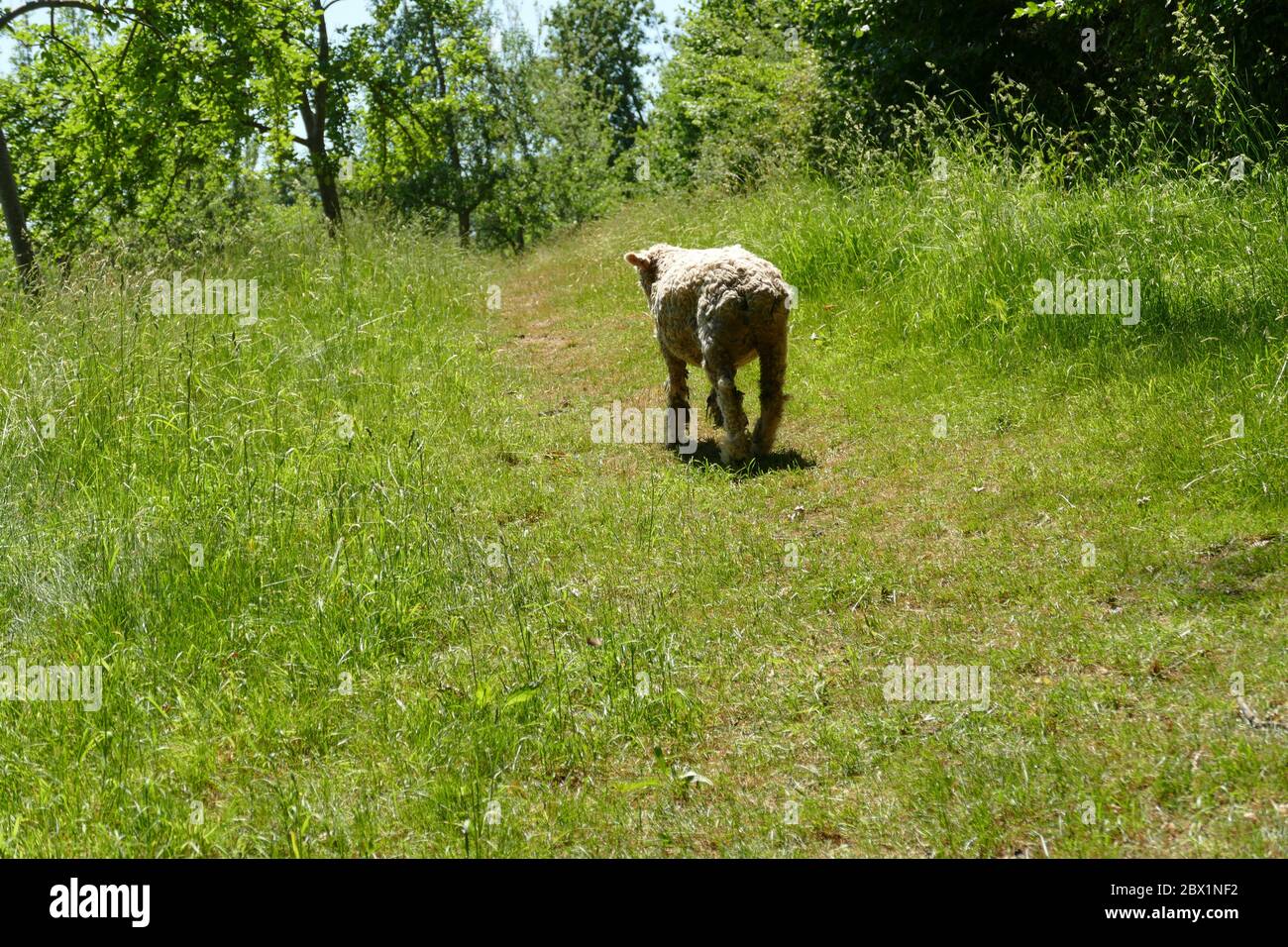 Grey Face Dartmoor sheep Stock Photo - Alamy