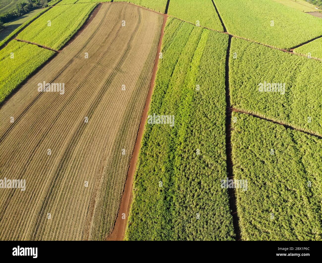 Aerial sugarcane field in Brazil Stock Photo - Alamy