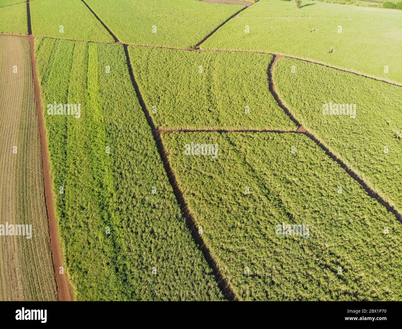 Aerial sugarcane field in Brazil Stock Photo - Alamy