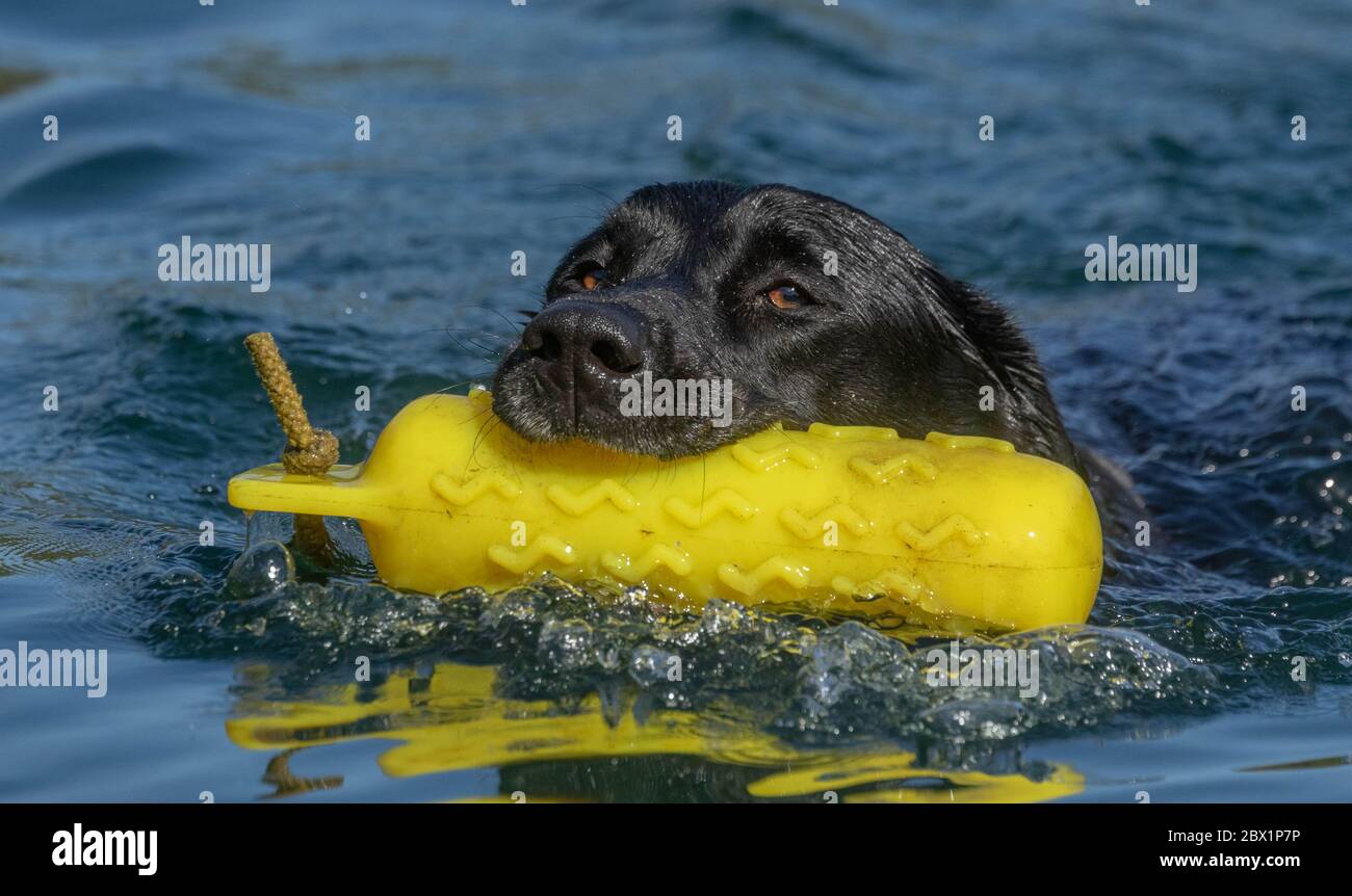 Black labrador holding retriever dummy hi-res stock photography and ...