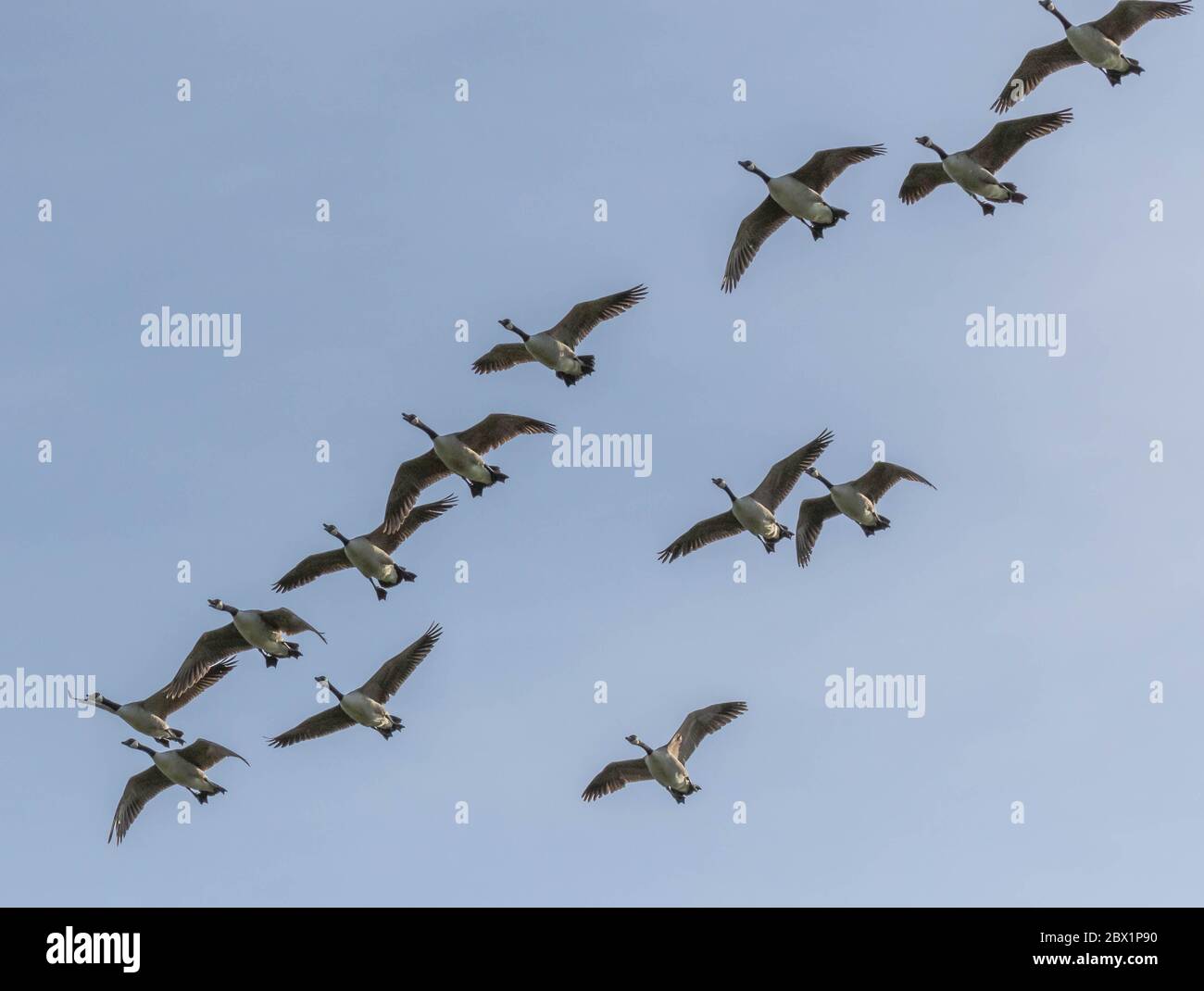 Geese flying overhead hi-res stock photography and images - Alamy