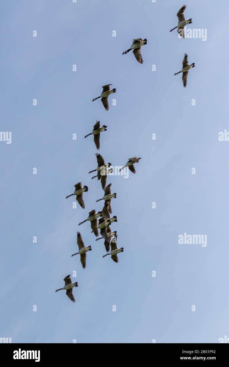 Large birds flying overhead hi-res stock photography and images - Alamy
