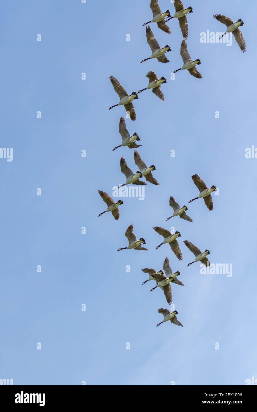 Geese flying overhead hi-res stock photography and images - Alamy