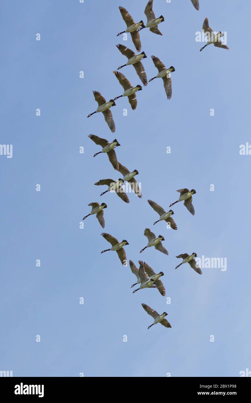 Canada geese flying overhead hi-res stock photography and images - Alamy