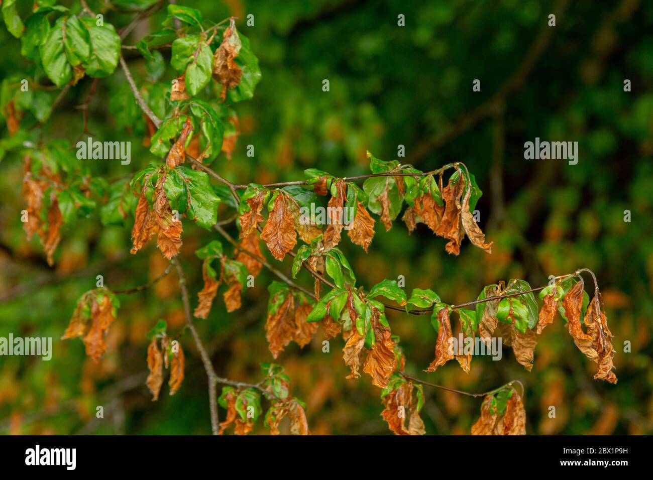 Frost Damage High Resolution Stock Photography and Images - Alamy