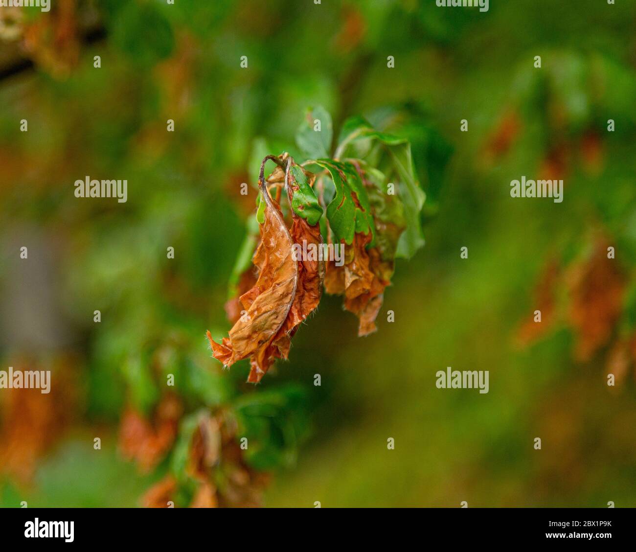 Beech tree (UK) frost damage Stock Photo - Alamy