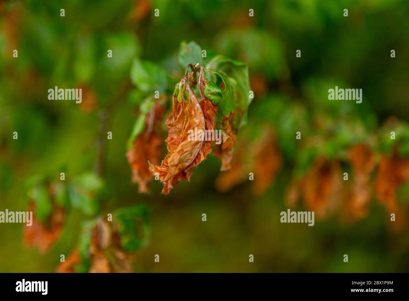 Beech tree damage hi-res stock photography and images - Alamy