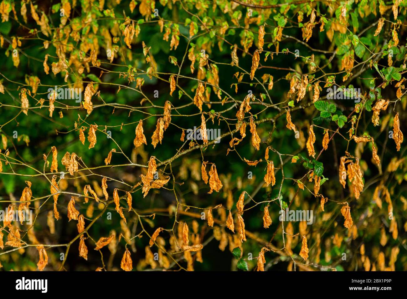 Beech tree damage hi-res stock photography and images - Alamy