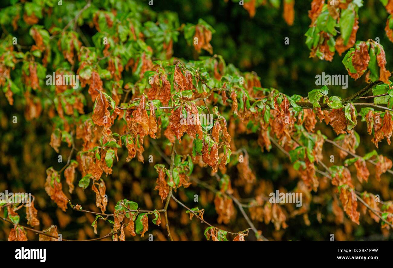 Beech tree frost damage hi-res stock photography and images - Alamy