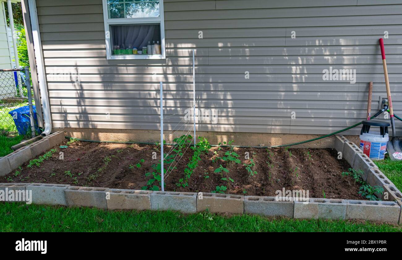 Victory garden green produce hi-res stock photography and images - Alamy