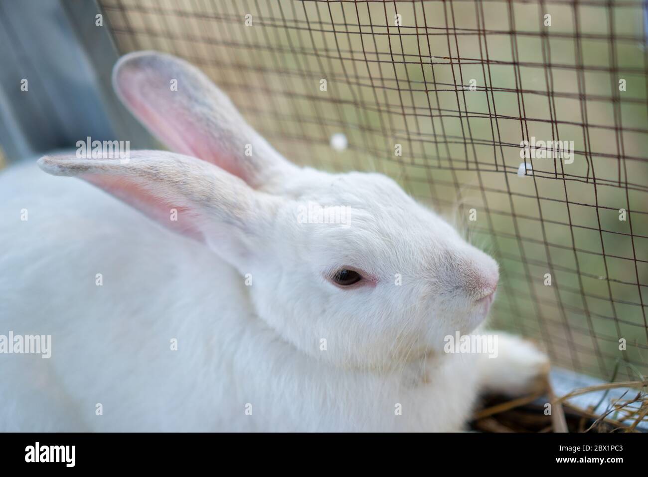 White rabbit is sit in the cage at the outdoor field Stock Photo - Alamy