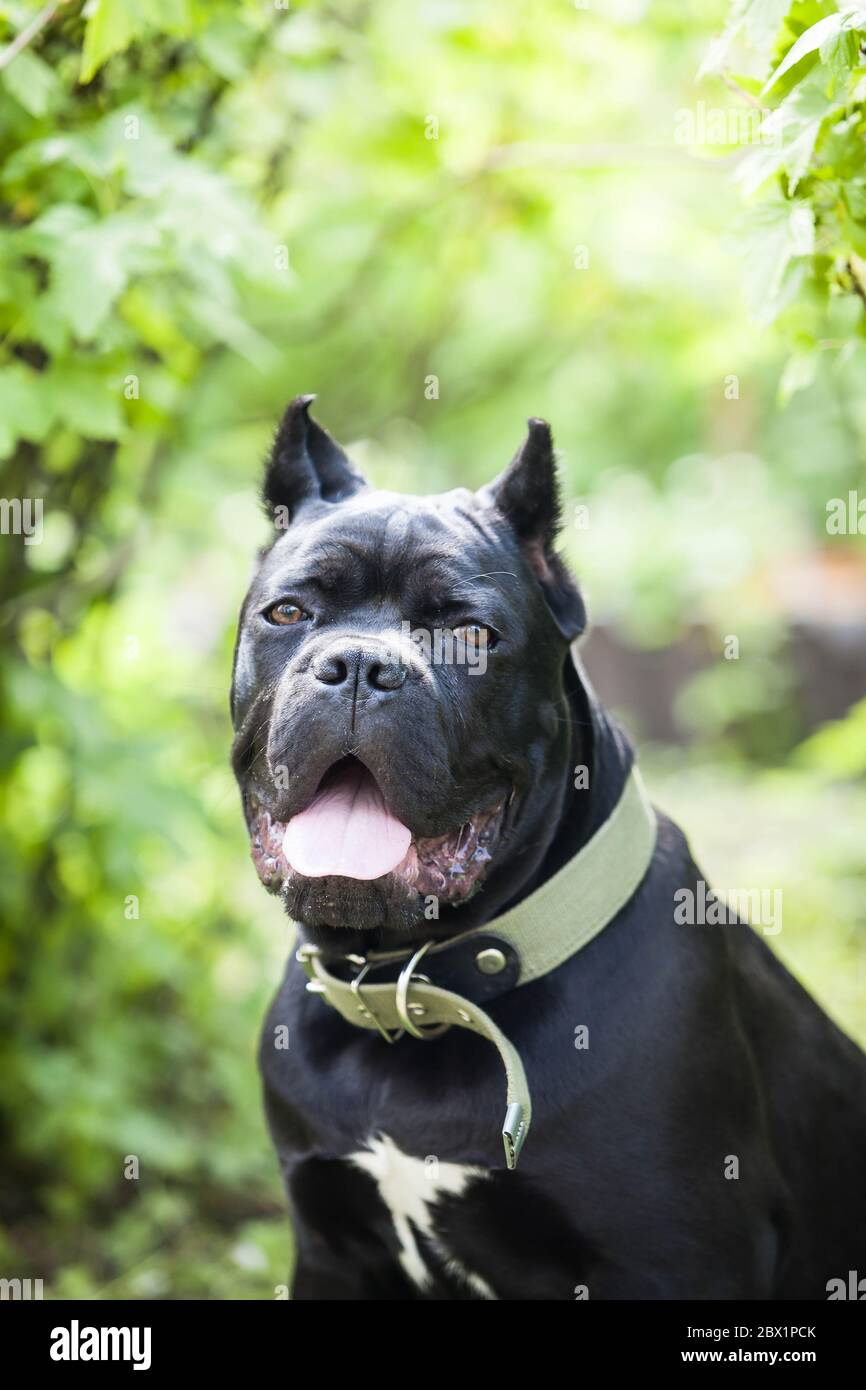 portrait of a young dog of the cane-Corso breed against a background of ...