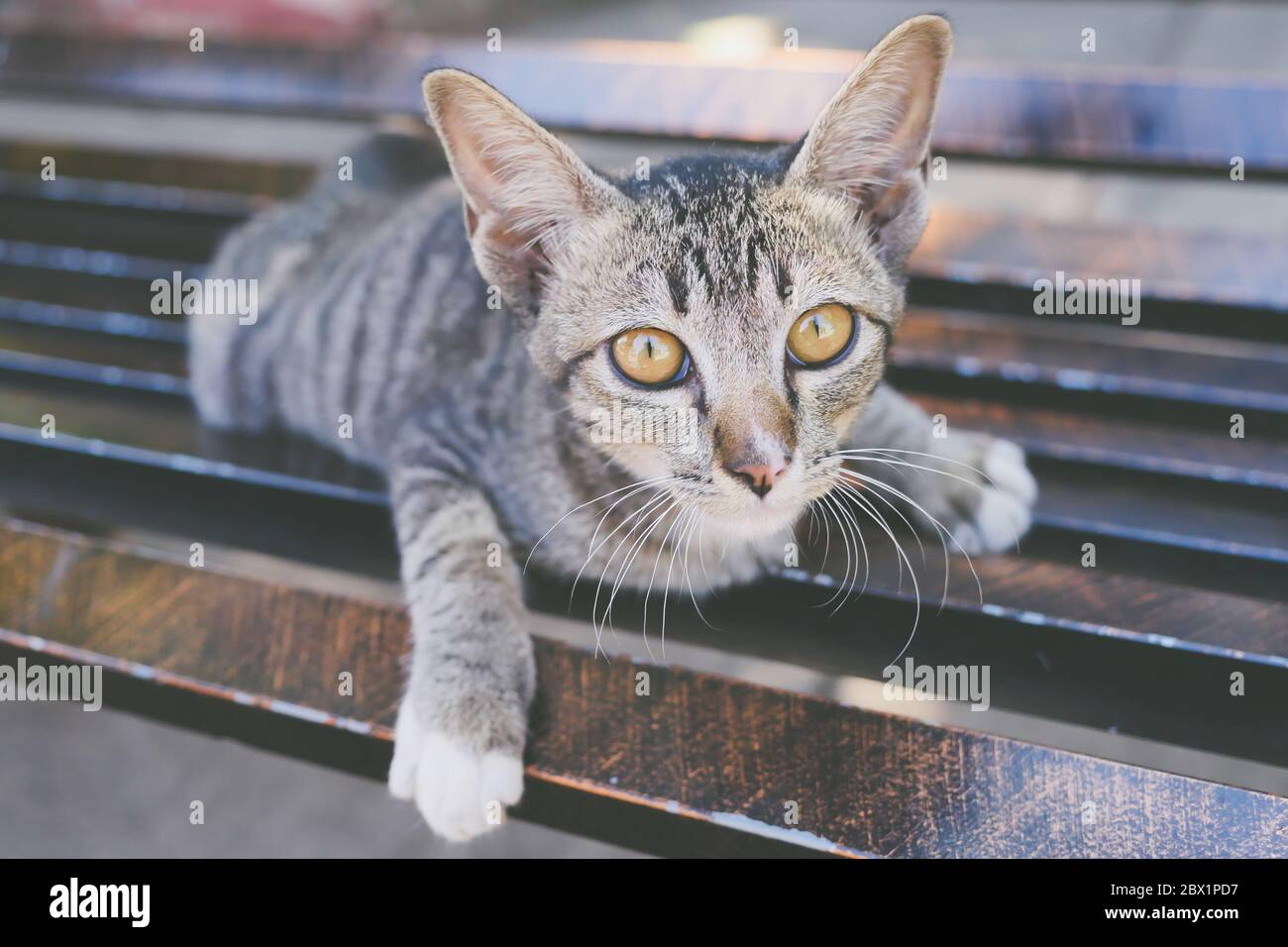 Little kitten lying on a chair Stock Photo - Alamy