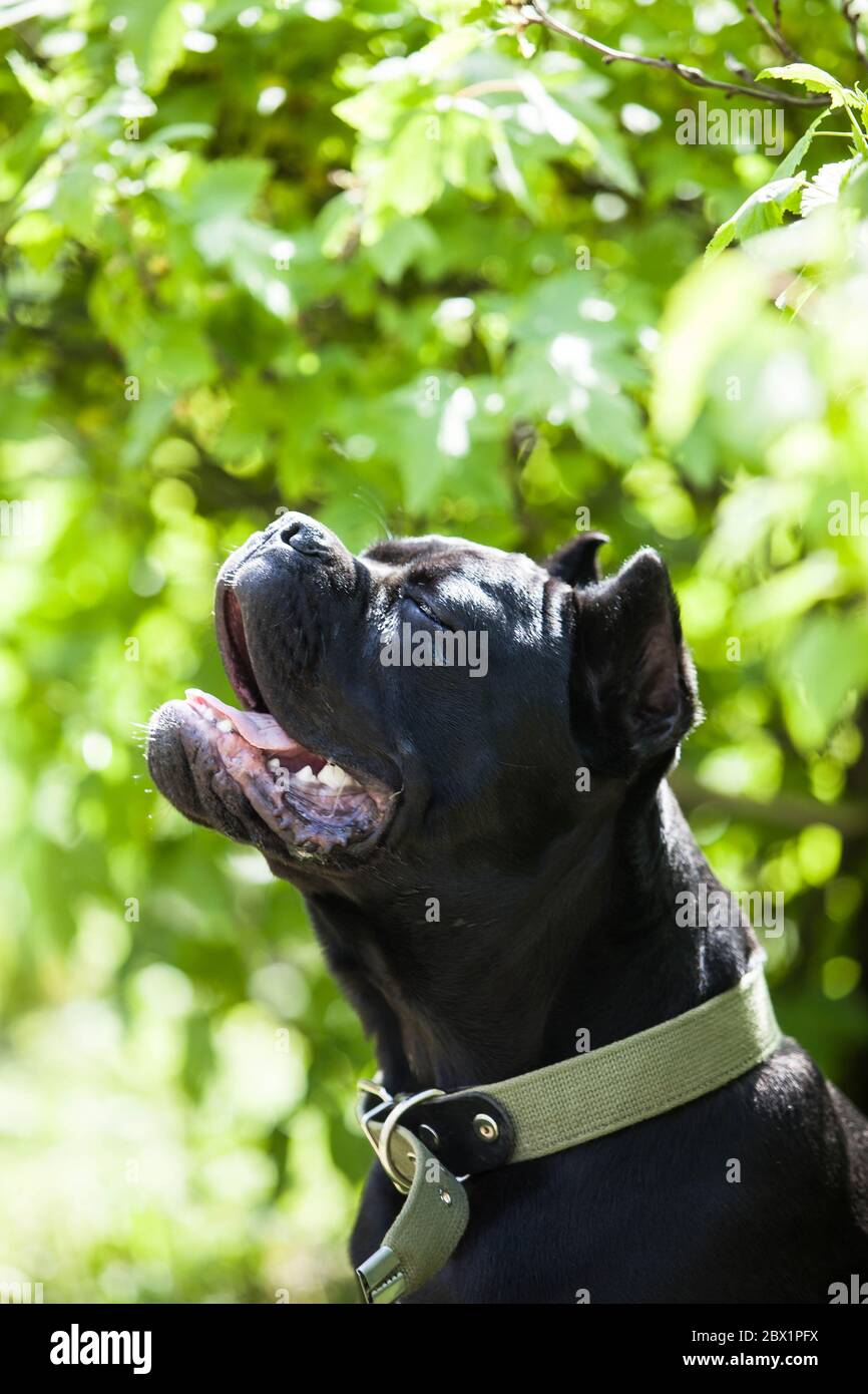 Cane corso aggressive hi-res stock photography and images - Alamy