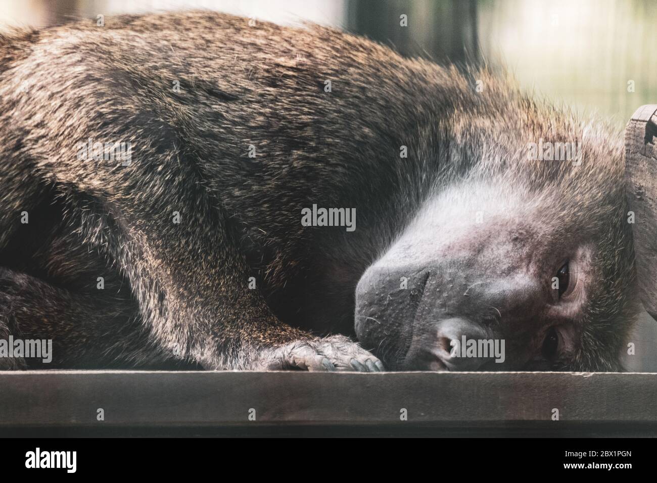Baboon monkey close-up sad laying down portrait with blurred background ...