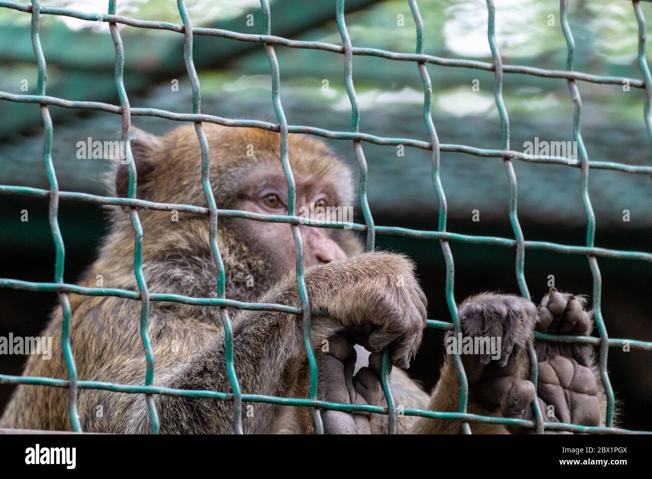 Macaque monkey behind metal fence and looking forward in zoo close-up ...