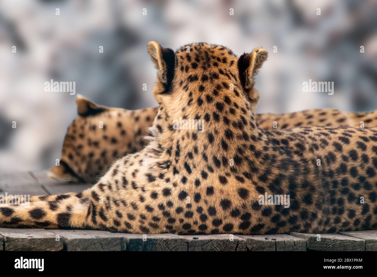 Cheetah ears hi-res stock photography and images - Alamy