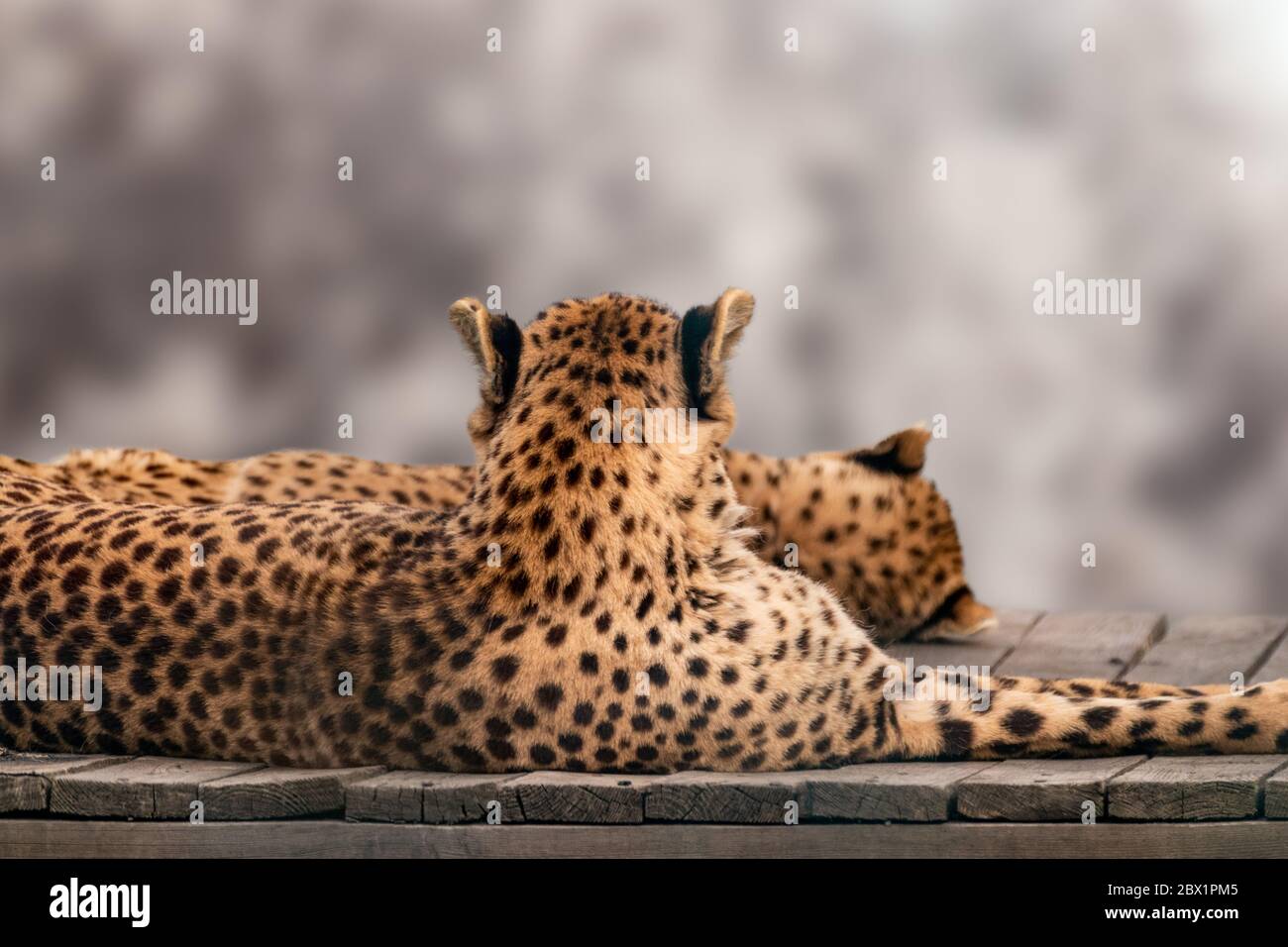 Cheetah ears hi-res stock photography and images - Alamy