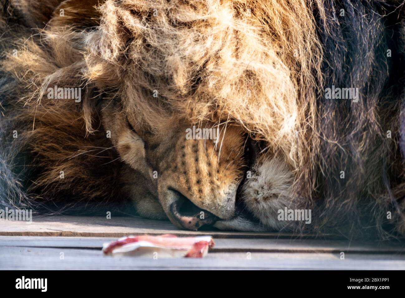 Lion's head close-up, sleeping wild big cat with peace of meat blurred ...