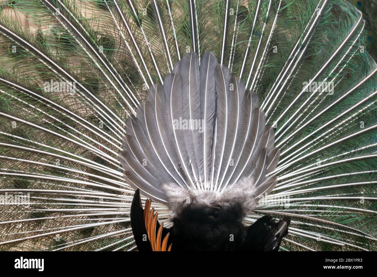 Blue peafowl male peacock back close view with long fan-like crest ...