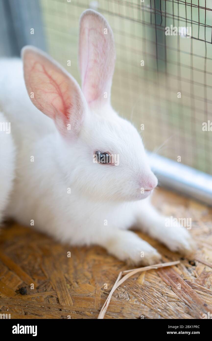 White rabbit is sit in the cage at the outdoor field Stock Photo - Alamy