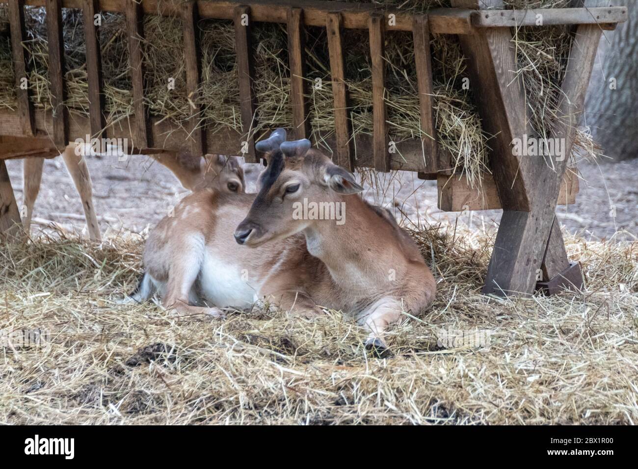 Happy roe deer hi-res stock photography and images - Alamy
