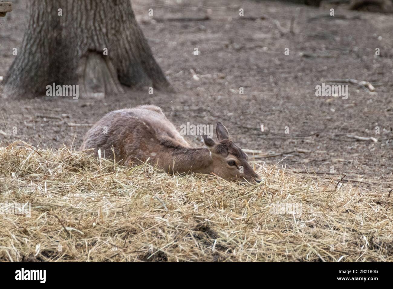 Animal dear hi-res stock photography and images - Alamy