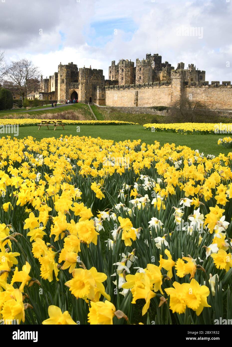 Alnwick Castle in Northumberland with spring daffodils all around Stock ...