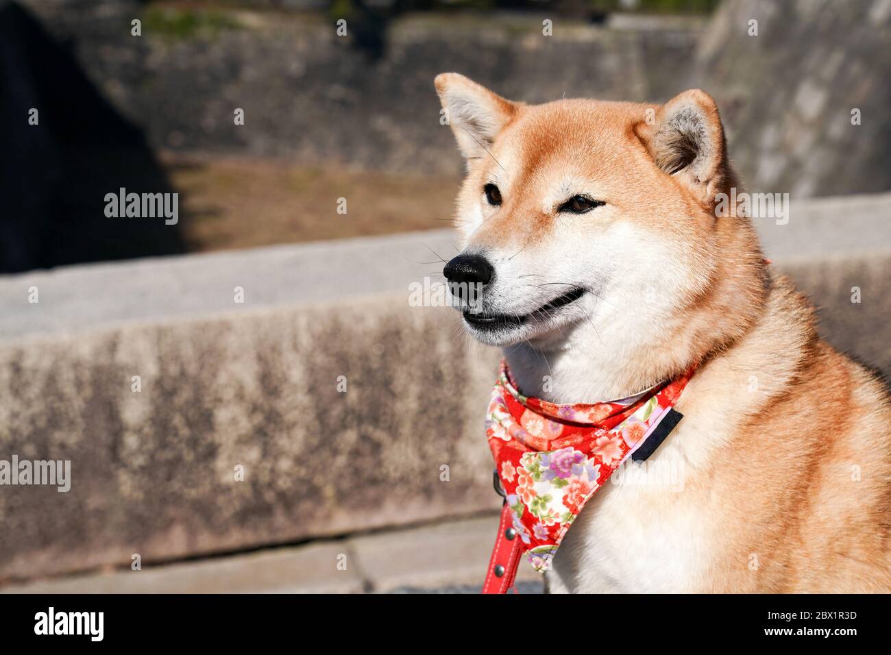 Canine portraiture hi-res stock photography and images - Alamy