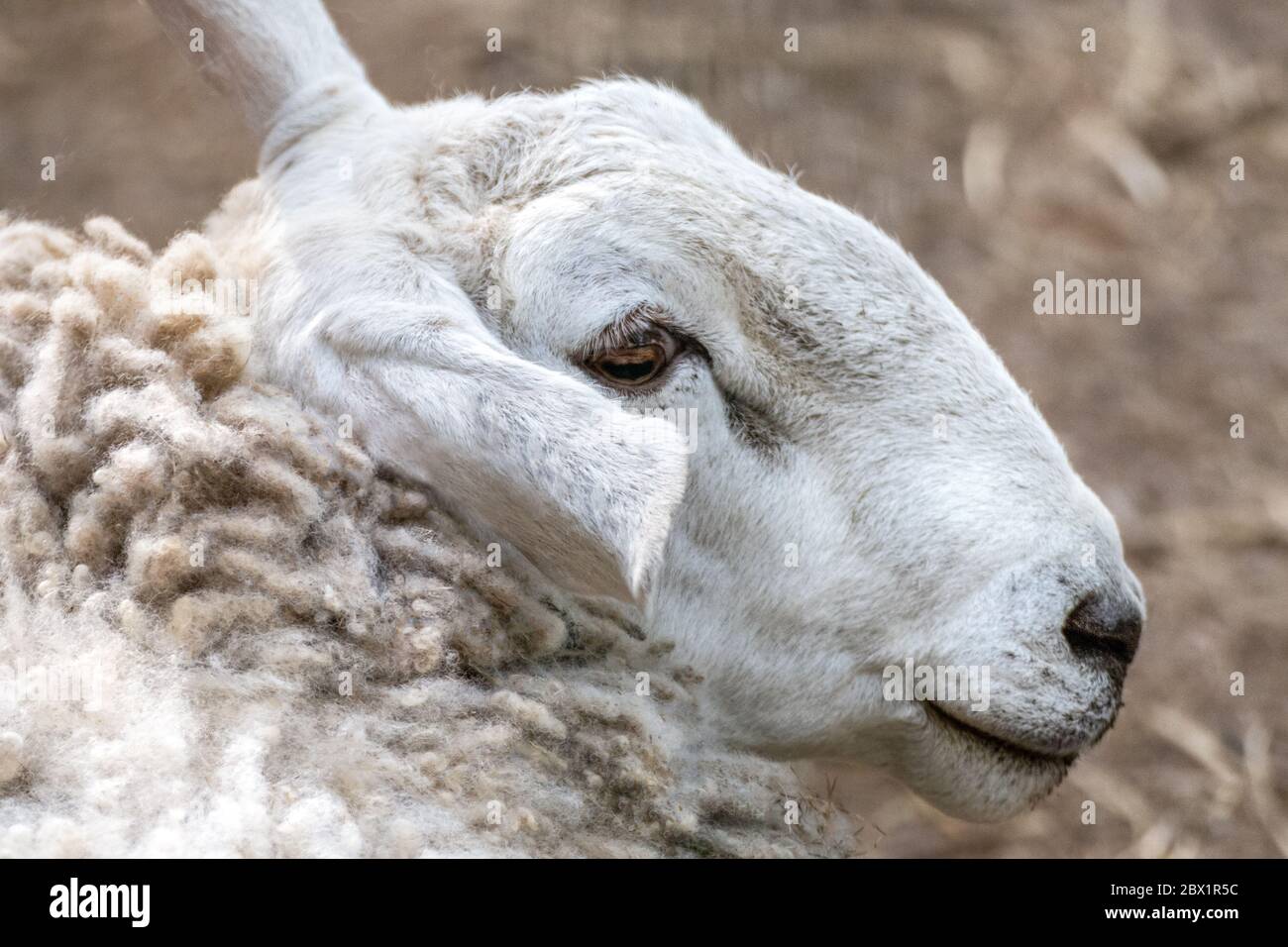 White fluffy sheep head close-up with blurred hay background. Domestic ...