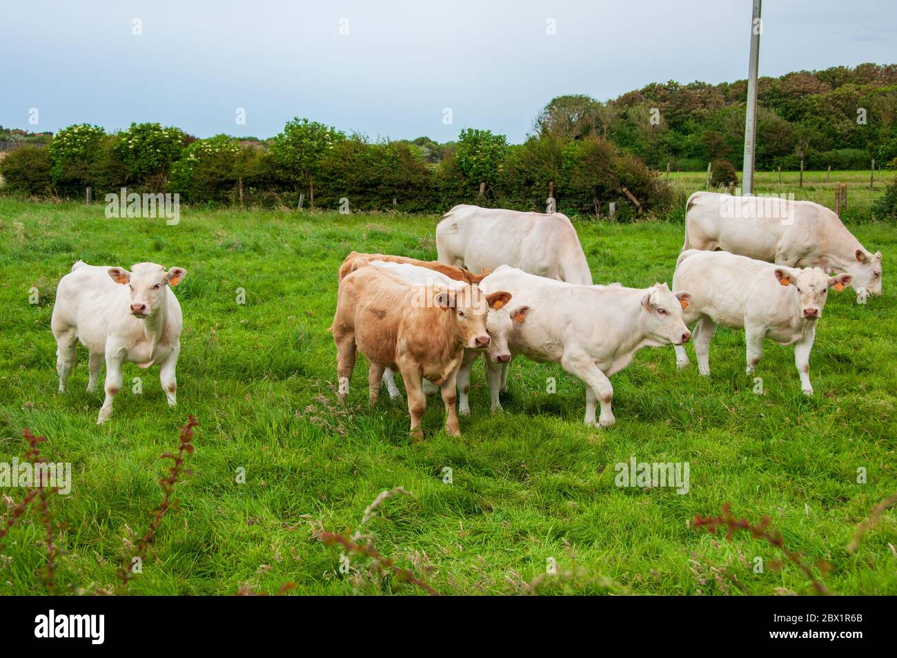 Cows in a field in rows Stock Photo - Alamy