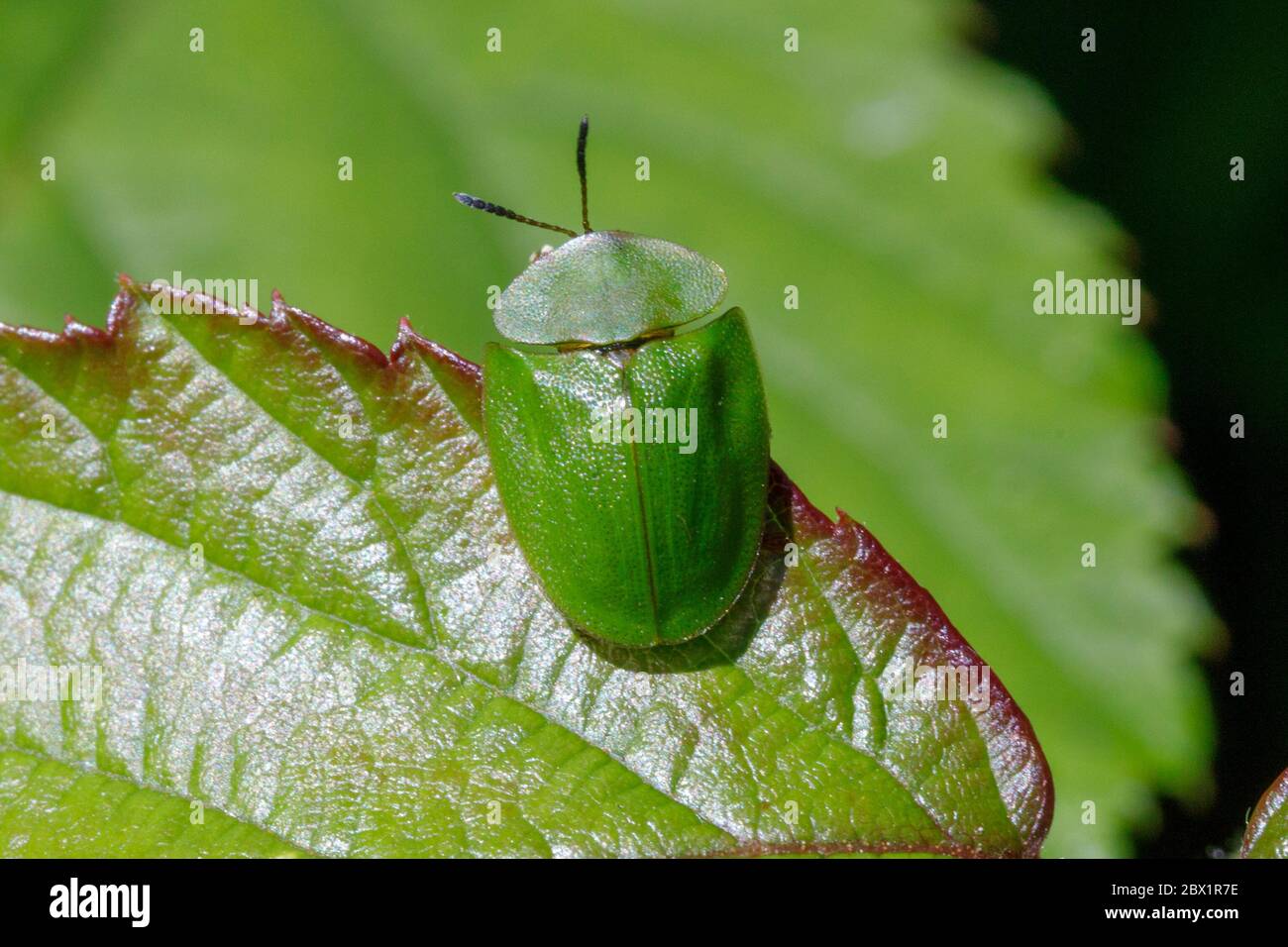 Green tortoise beetle (Cassida viridis) garden, UK Stock Photo - Alamy