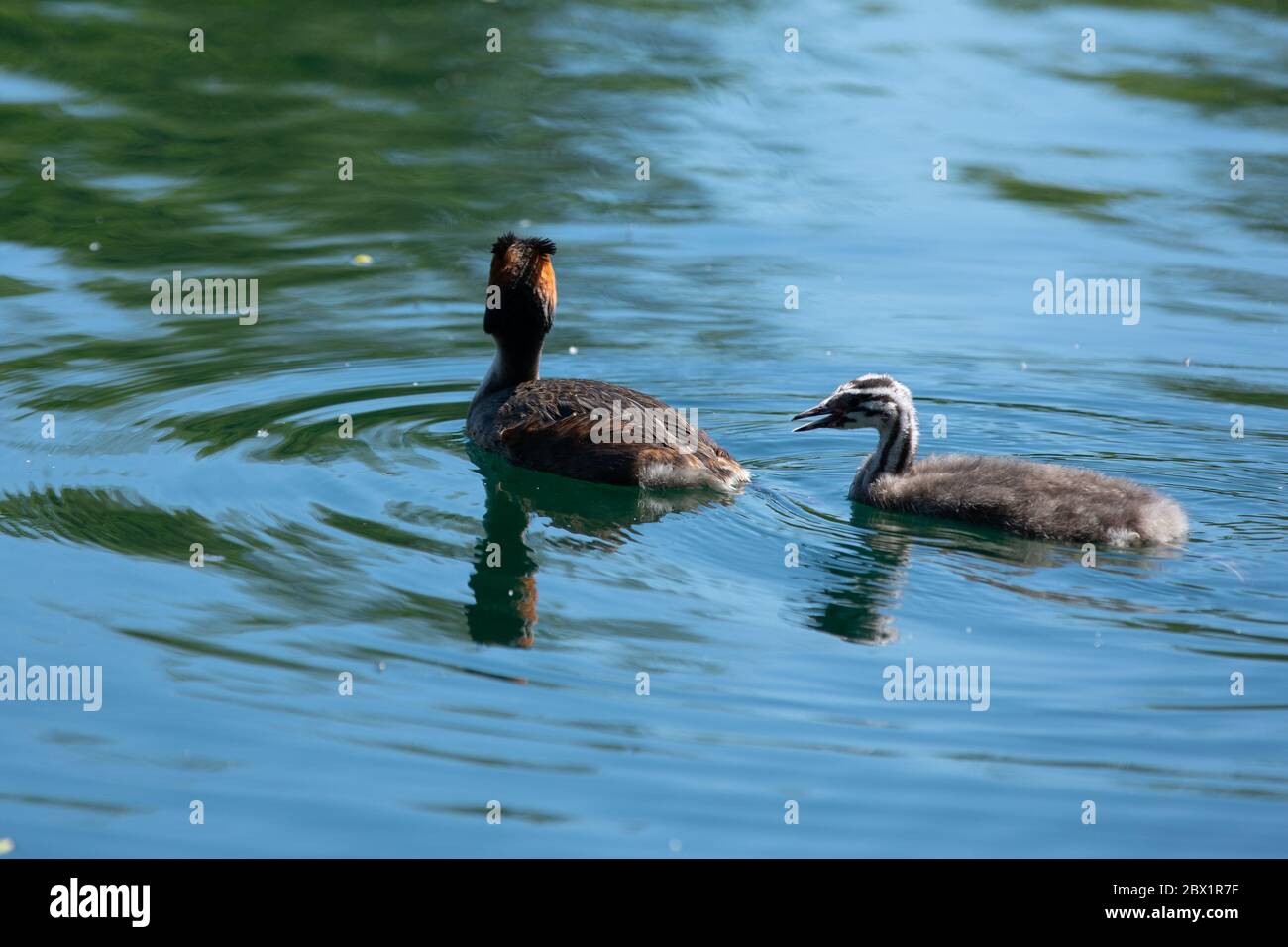Great crested Grebes uk on lake Stock Photo - Alamy