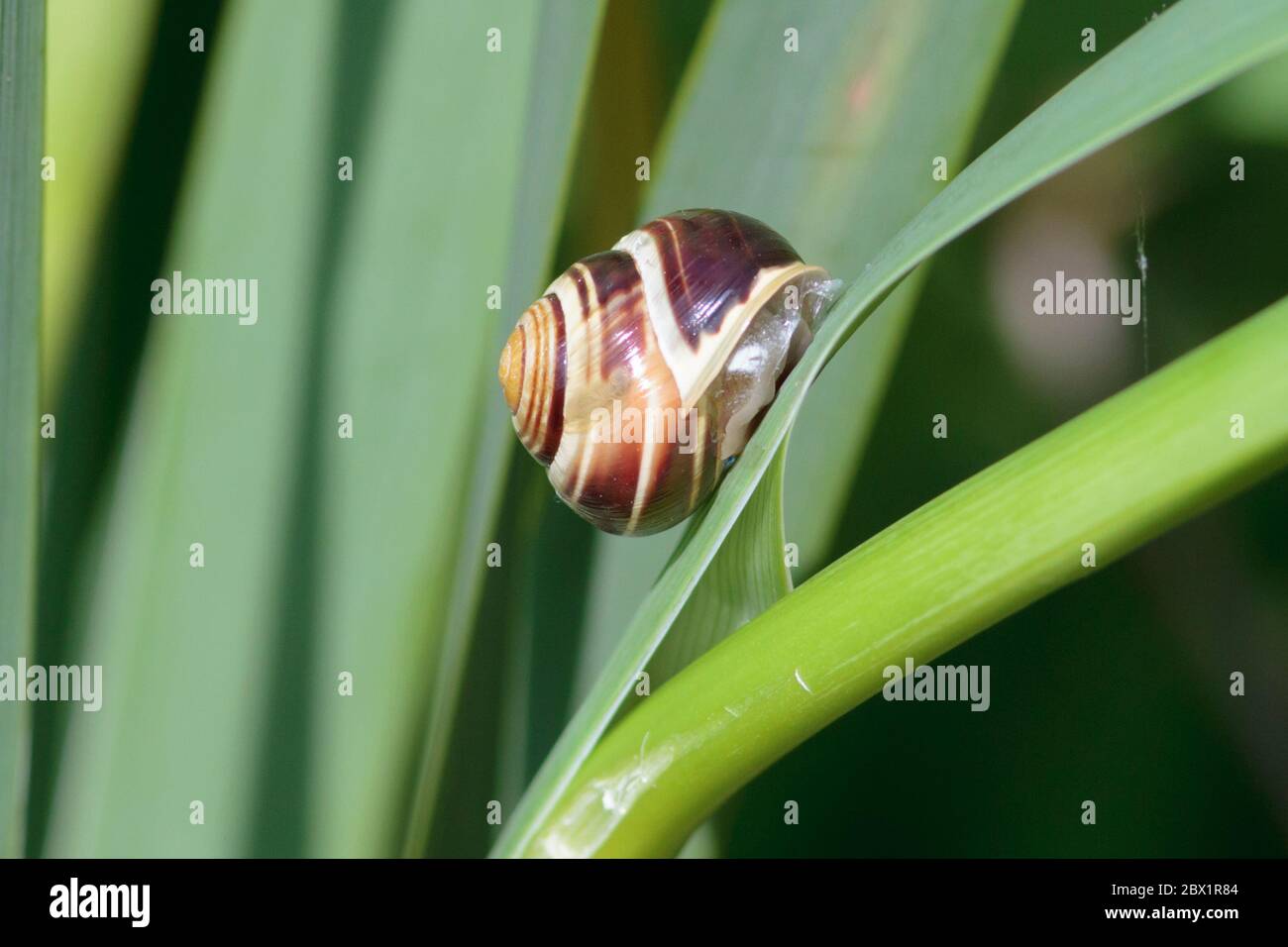 White-lipped snail (Cepaea hortensis) UK garden Stock Photo - Alamy