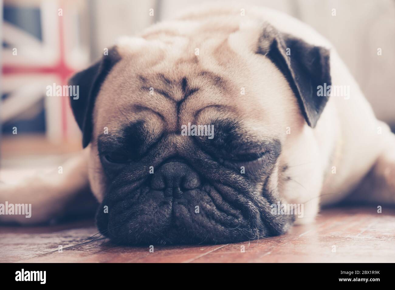 Close up face of cute pug puppy dog sleeping on wooden floor. Vintage ...