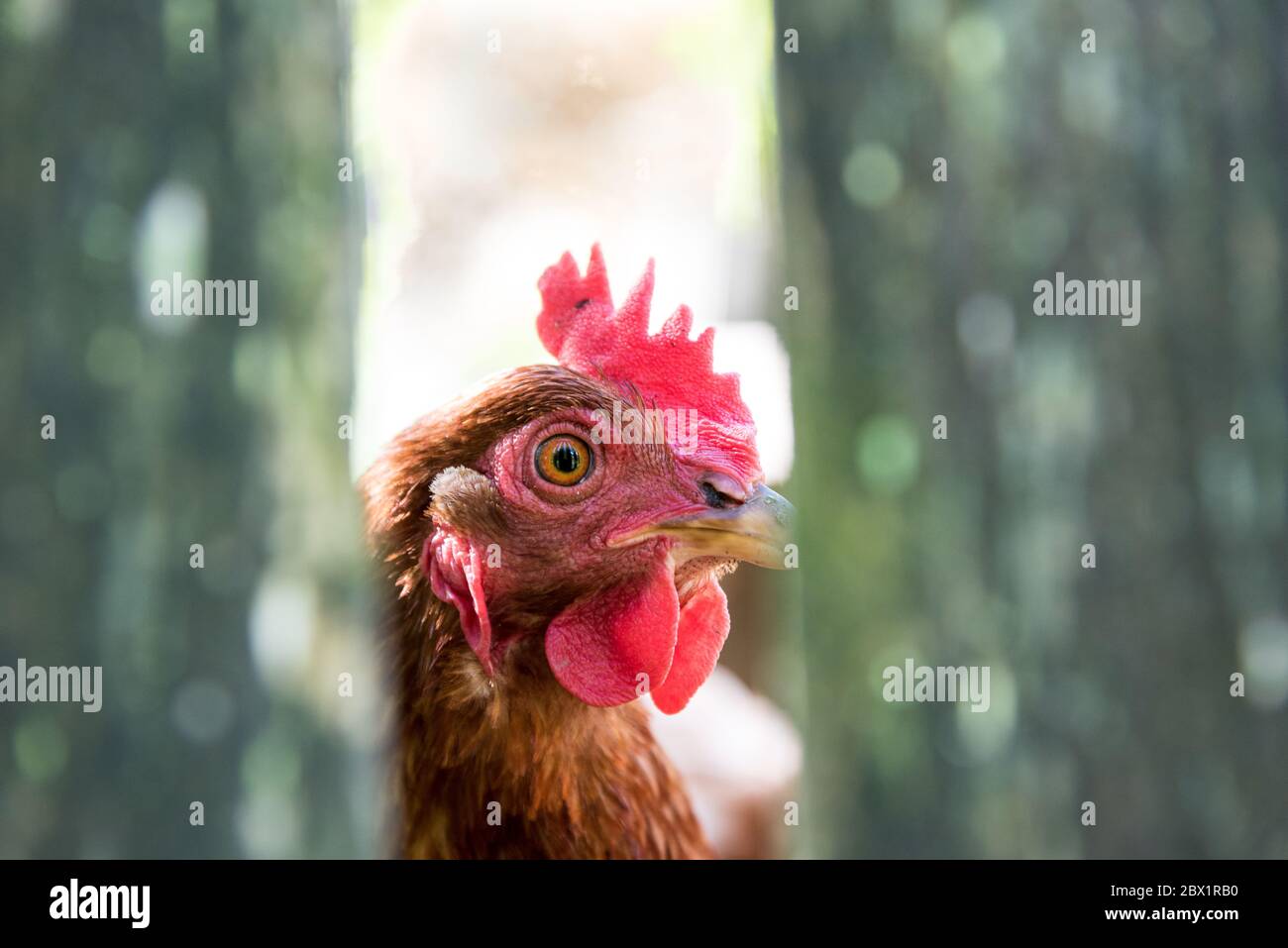 Chicken behind fence hi-res stock photography and images - Alamy