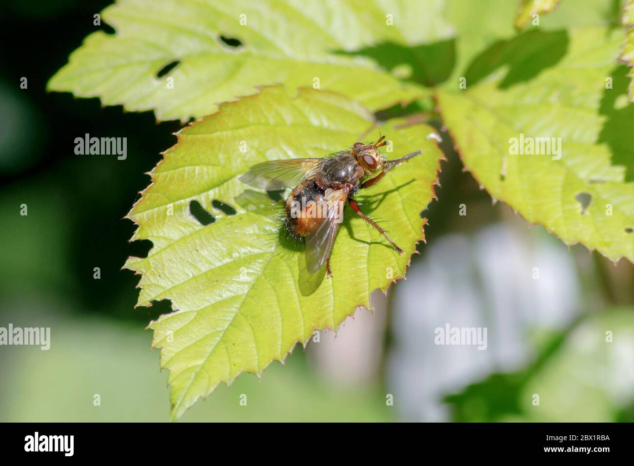 Tachina flies hi-res stock photography and images - Alamy